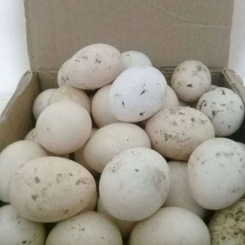 My PC Official - Jual Telor Ayam Cemani Asli 100 Lidah Hitam | Ralali.com